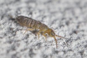 Springtails vs. Fleas: Which One Is in Your Home?
